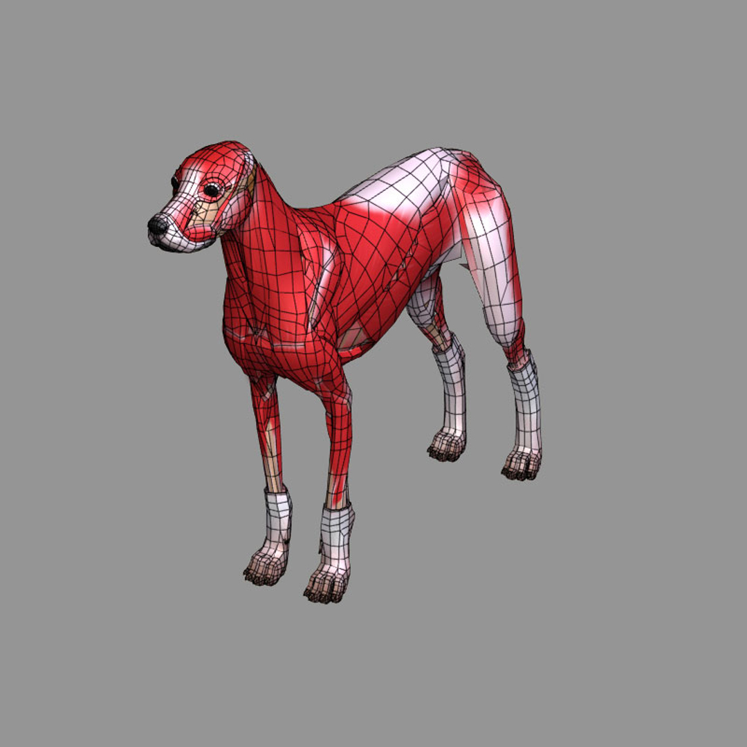 Dog Musculature 3d Model