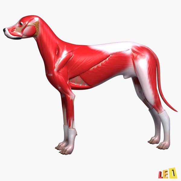 dog musculature 3d model