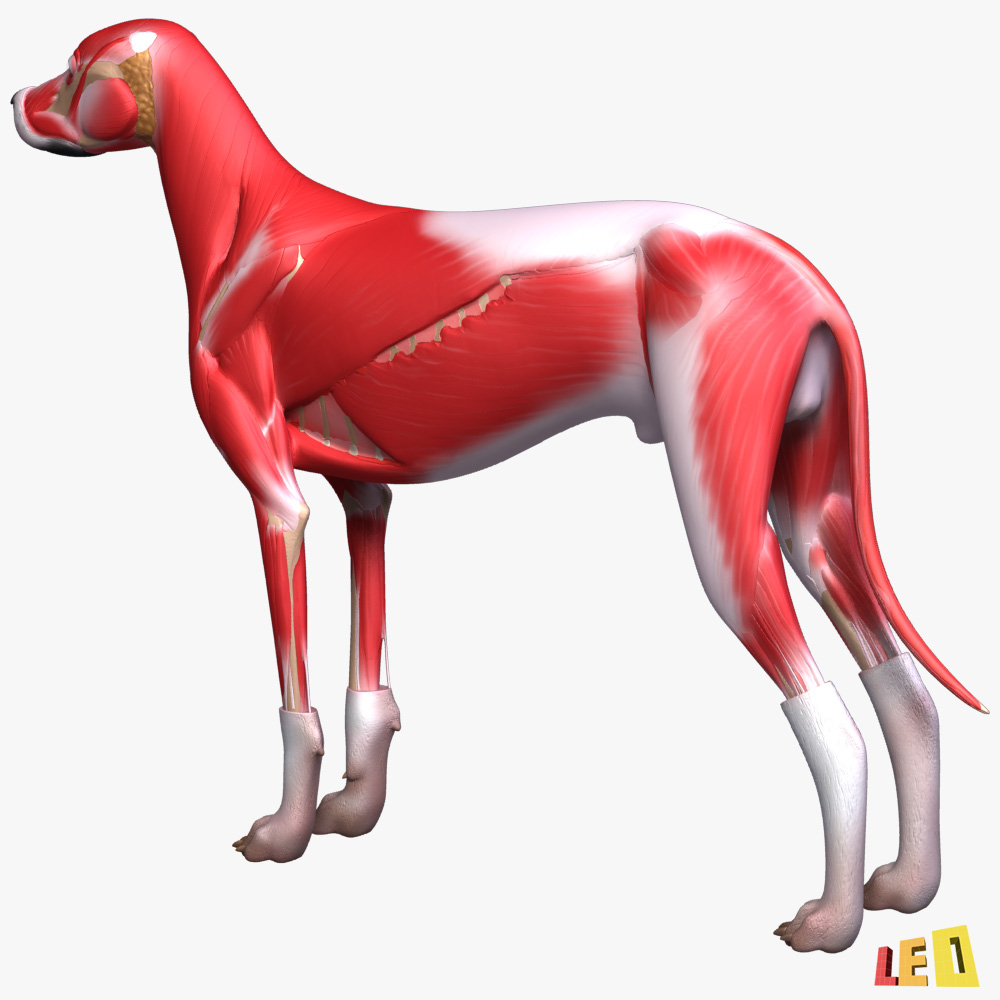 dog musculature 3d model