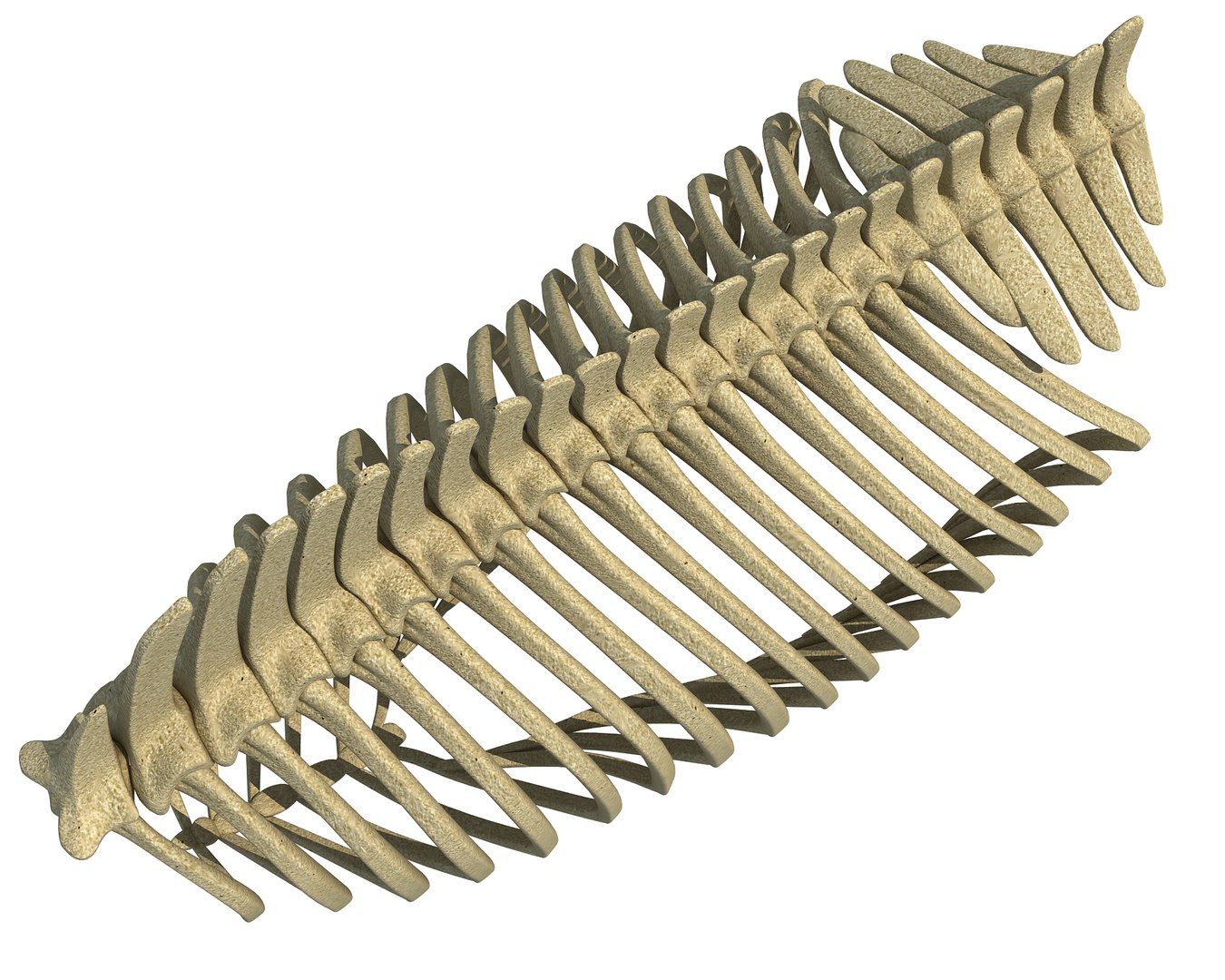 3D Animal Rib Cage Model - TurboSquid 1171330