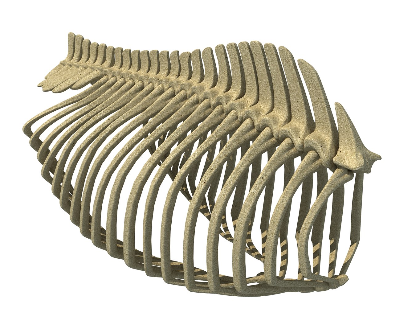 3D Animal Rib Cage Model - TurboSquid 1171330