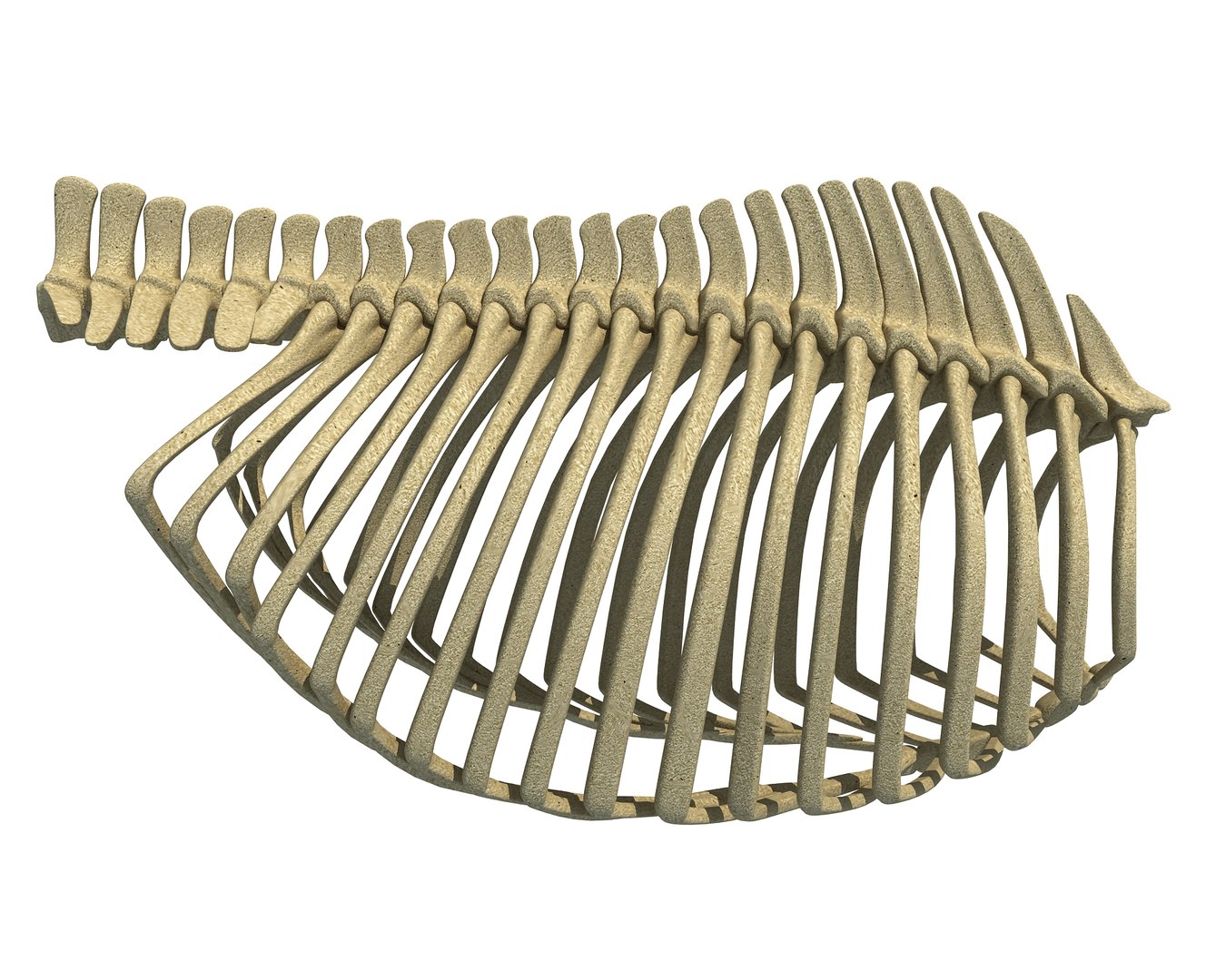3D Animal Rib Cage Model - TurboSquid 1171330