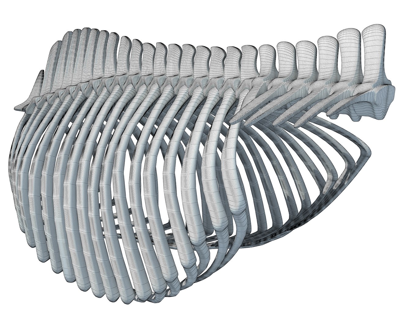 3D Animal Rib Cage Model - TurboSquid 1171330