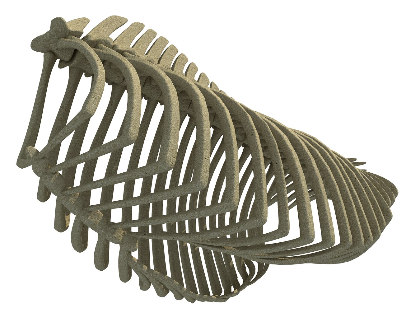 3D Animal Rib Cage Model - TurboSquid 1171330