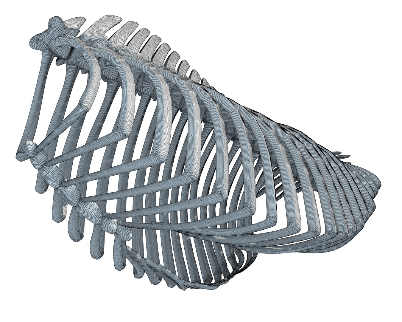 3D Animal Rib Cage Model - TurboSquid 1171330