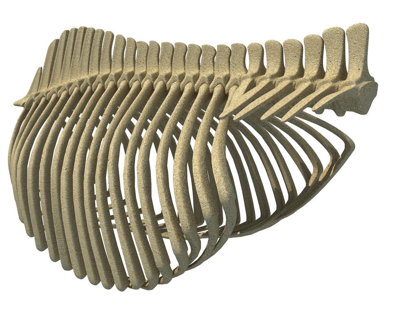 3D Animal Rib Cage Model - TurboSquid 1171330