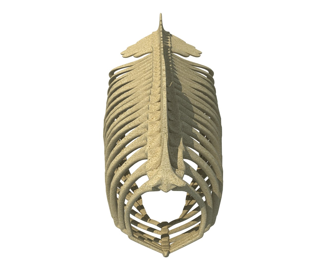 3D Animal Rib Cage Model - TurboSquid 1171330