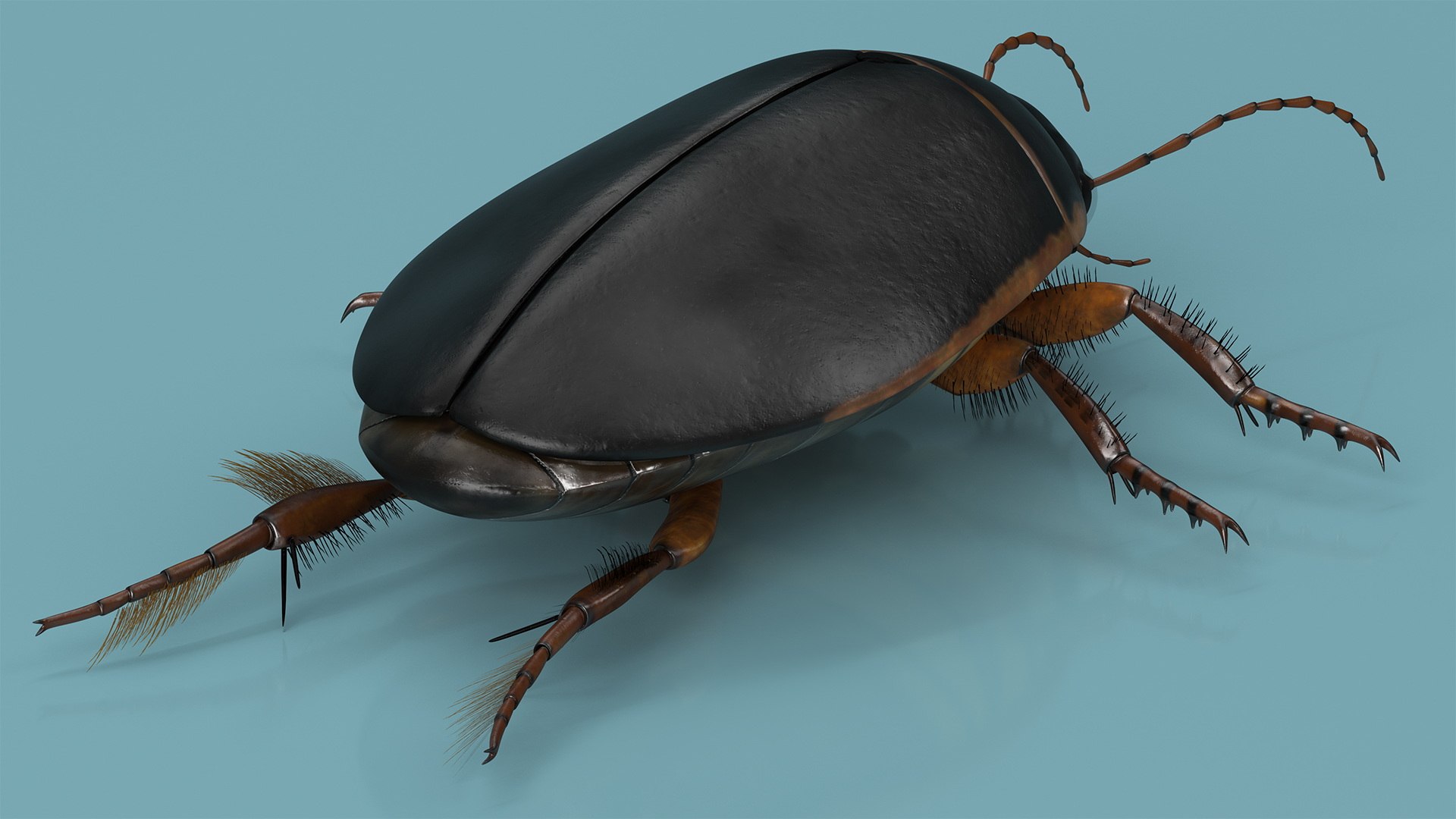 3D Screech Beetle Black Realistic Rigged For Cinema 4D - TurboSquid 2314636