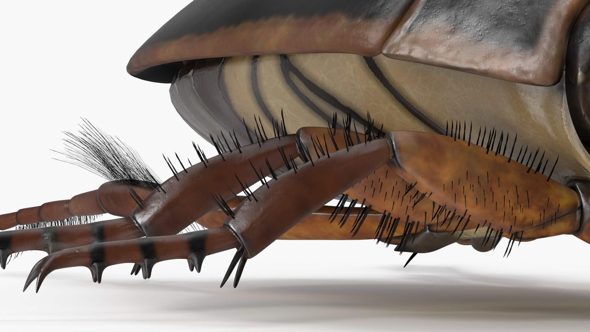 3D Screech Beetle Black Realistic Rigged For Cinema 4D - TurboSquid 2314636