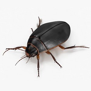 3D Beetle Models - Browse & Download Formats - TurboSquid