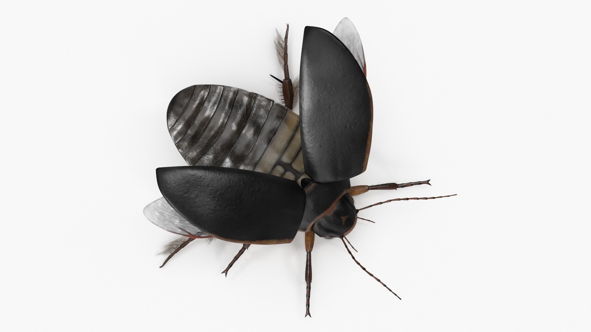 3D Screech Beetle Black Realistic Rigged For Cinema 4D - TurboSquid 2314636