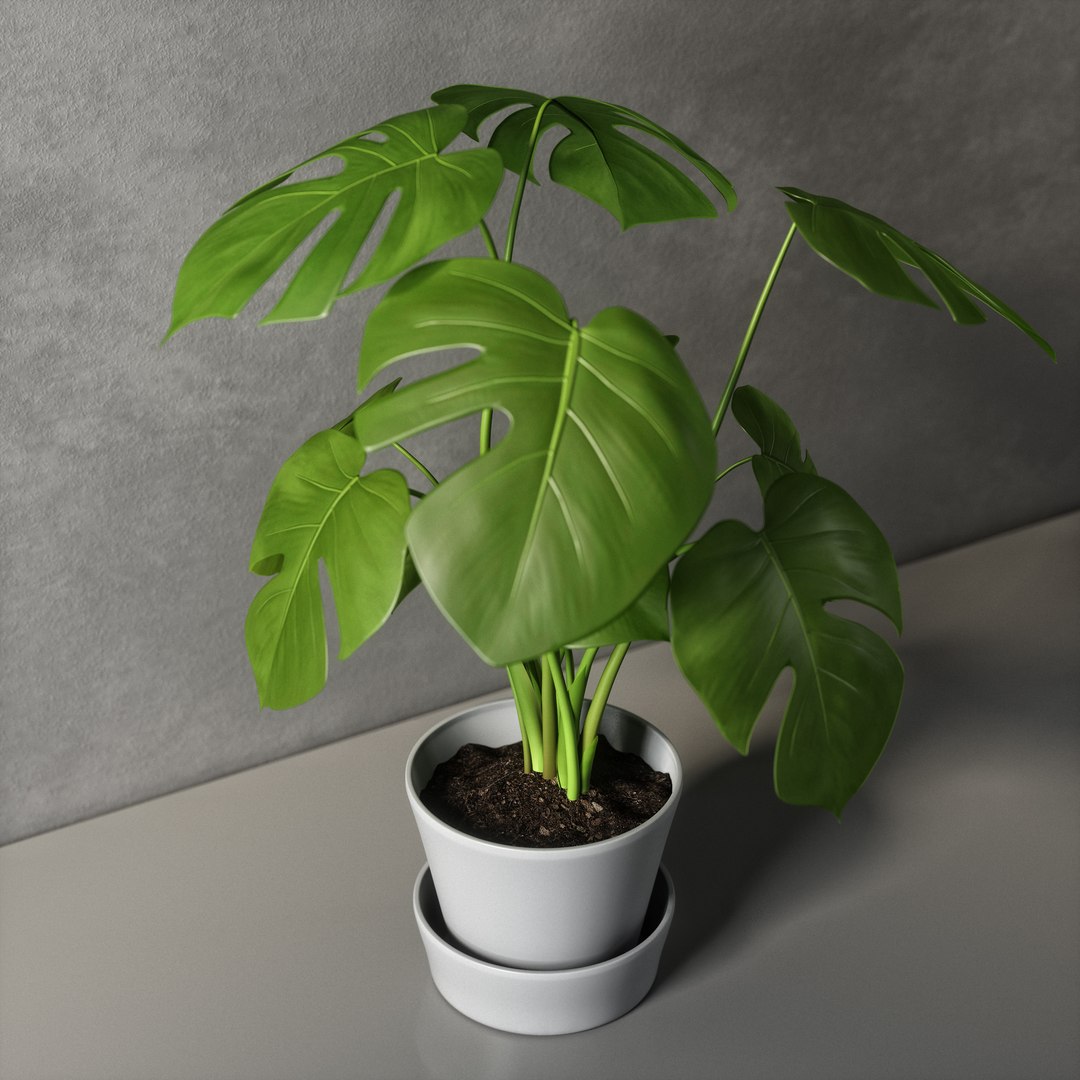 3D monstera fstorm - TurboSquid 1328731