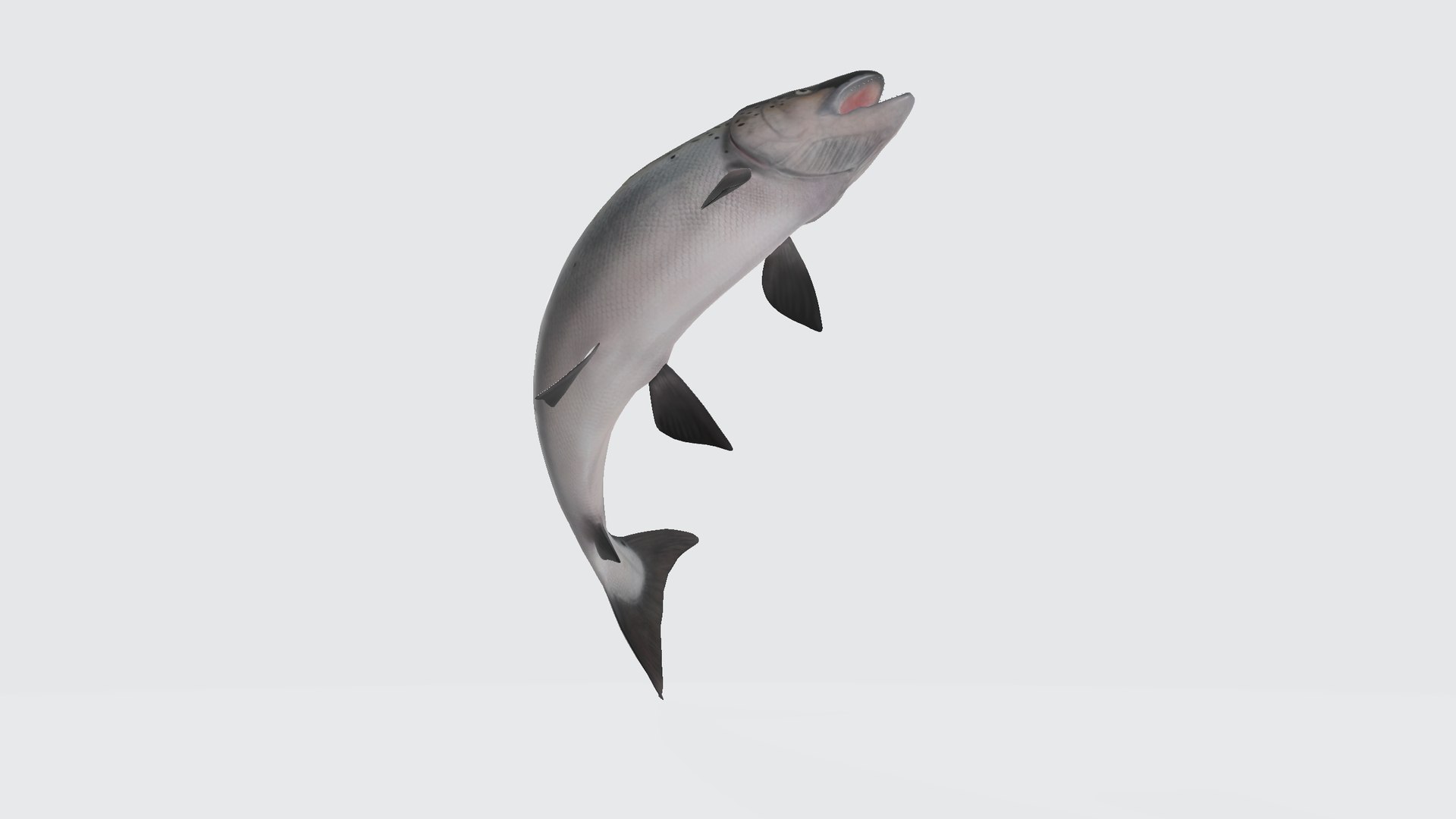 Salmon 3D Model - TurboSquid 2306402