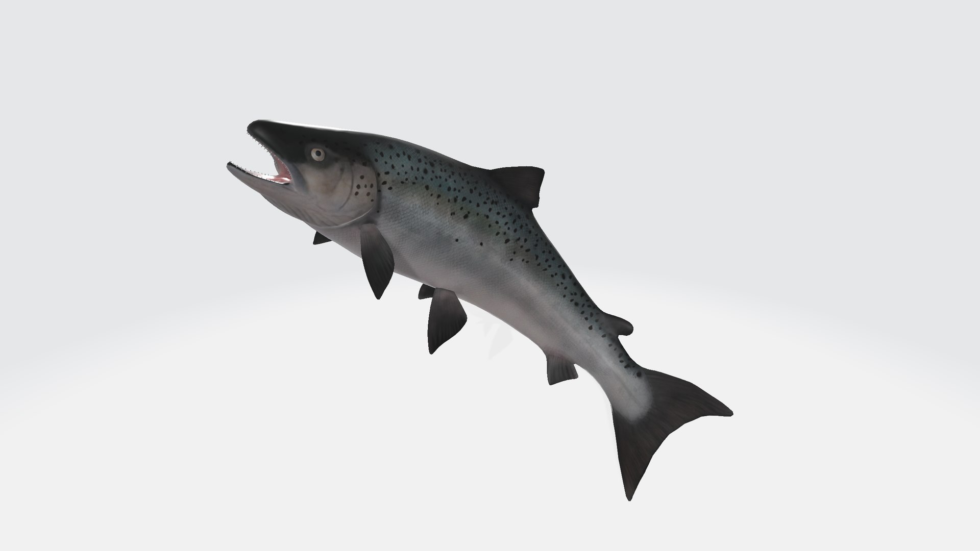 Salmon 3D Model - TurboSquid 2306402