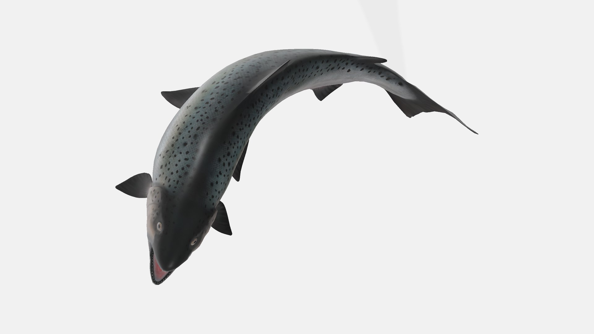 Salmon 3D Model - TurboSquid 2306402