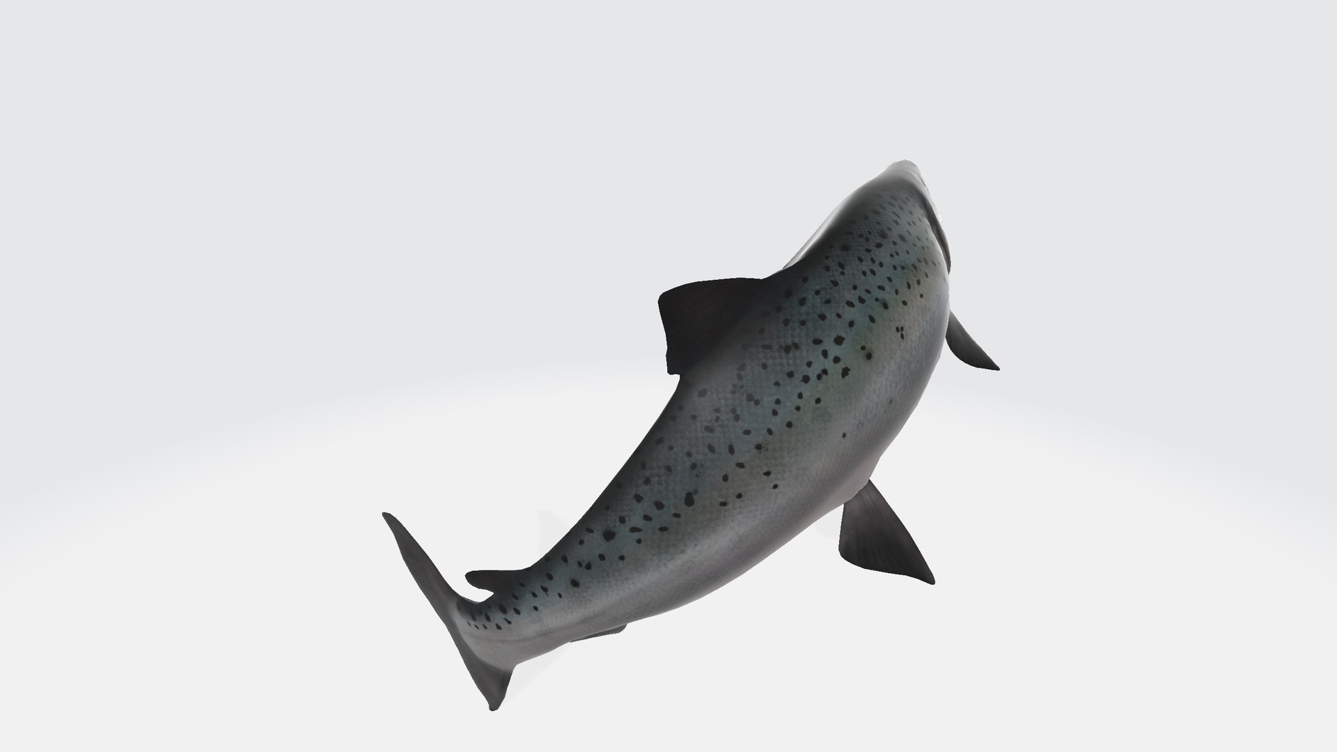 Salmon 3D Model - TurboSquid 2306402