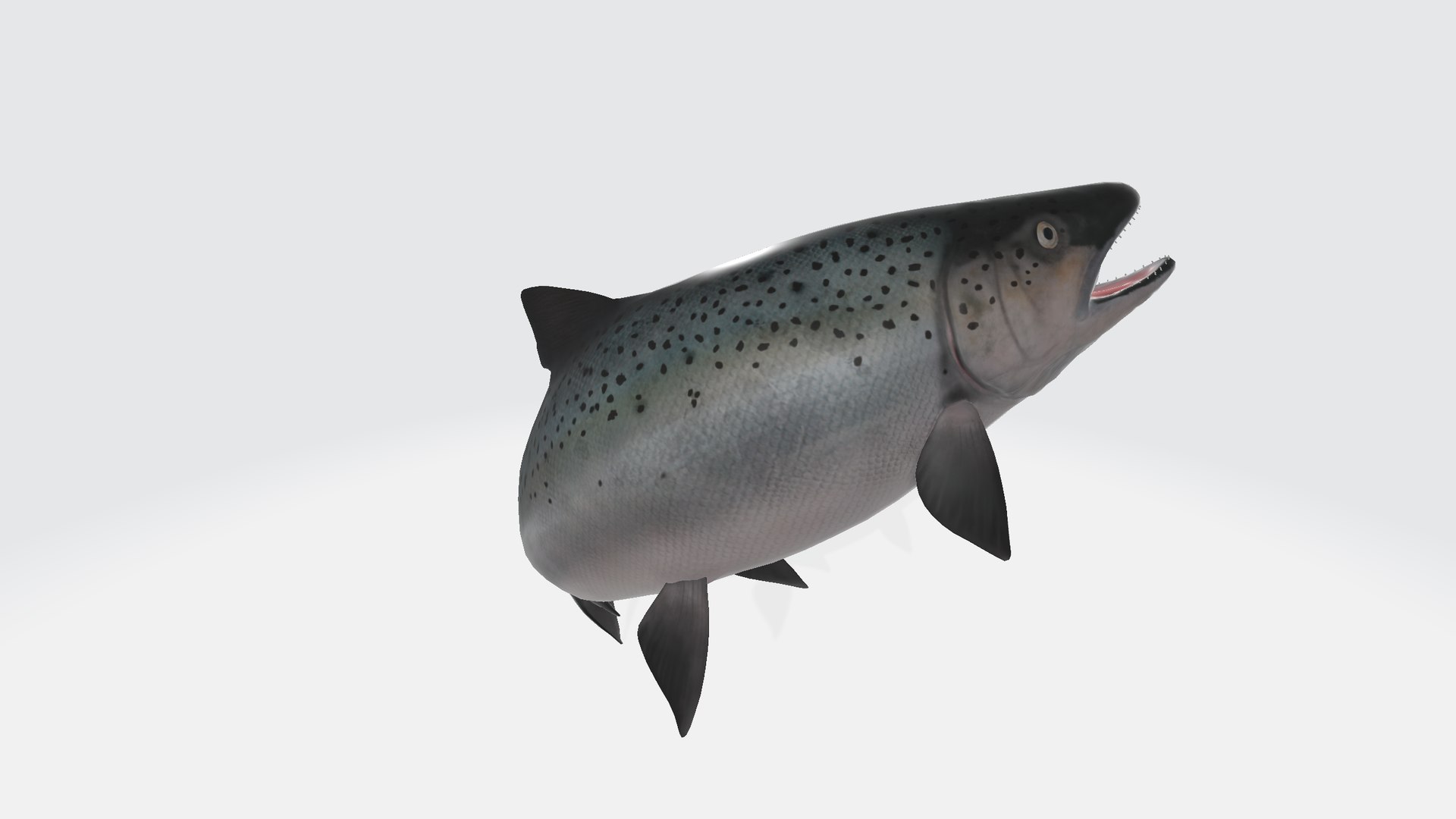 Salmon 3D Model - TurboSquid 2306402