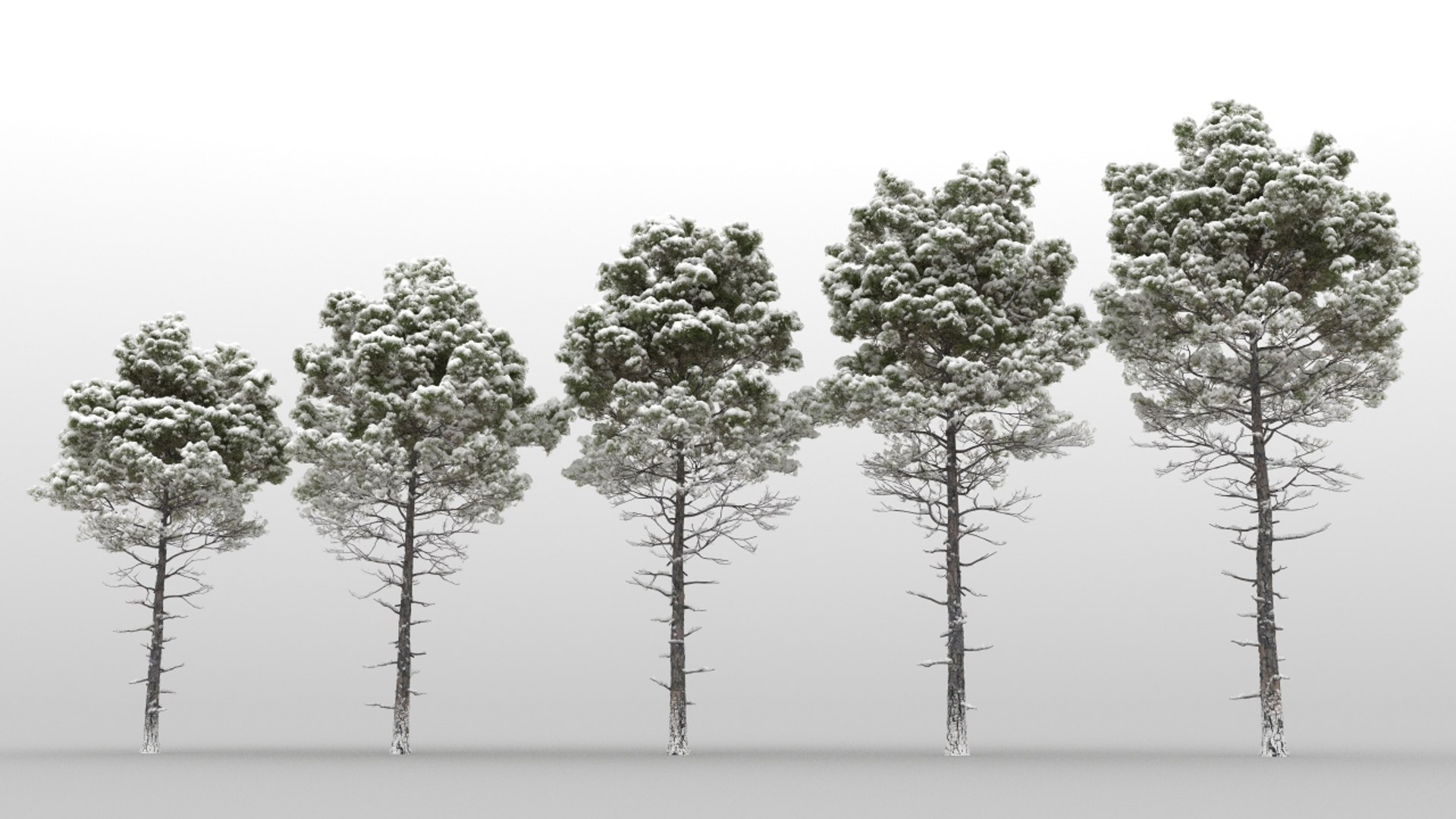 3D 10 Pinus Pinaster Tree Leaves Model - TurboSquid 1582128