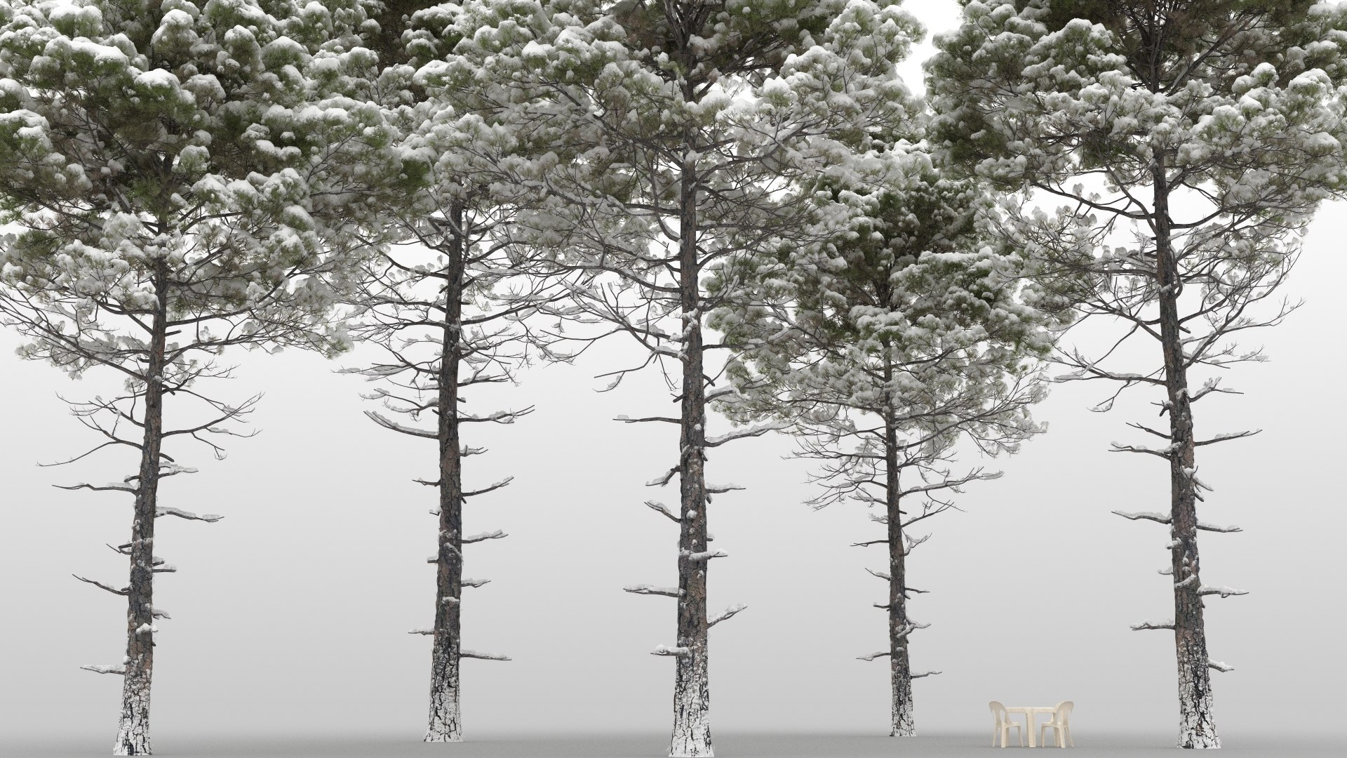 3D 10 Pinus Pinaster Tree Leaves Model - TurboSquid 1582128