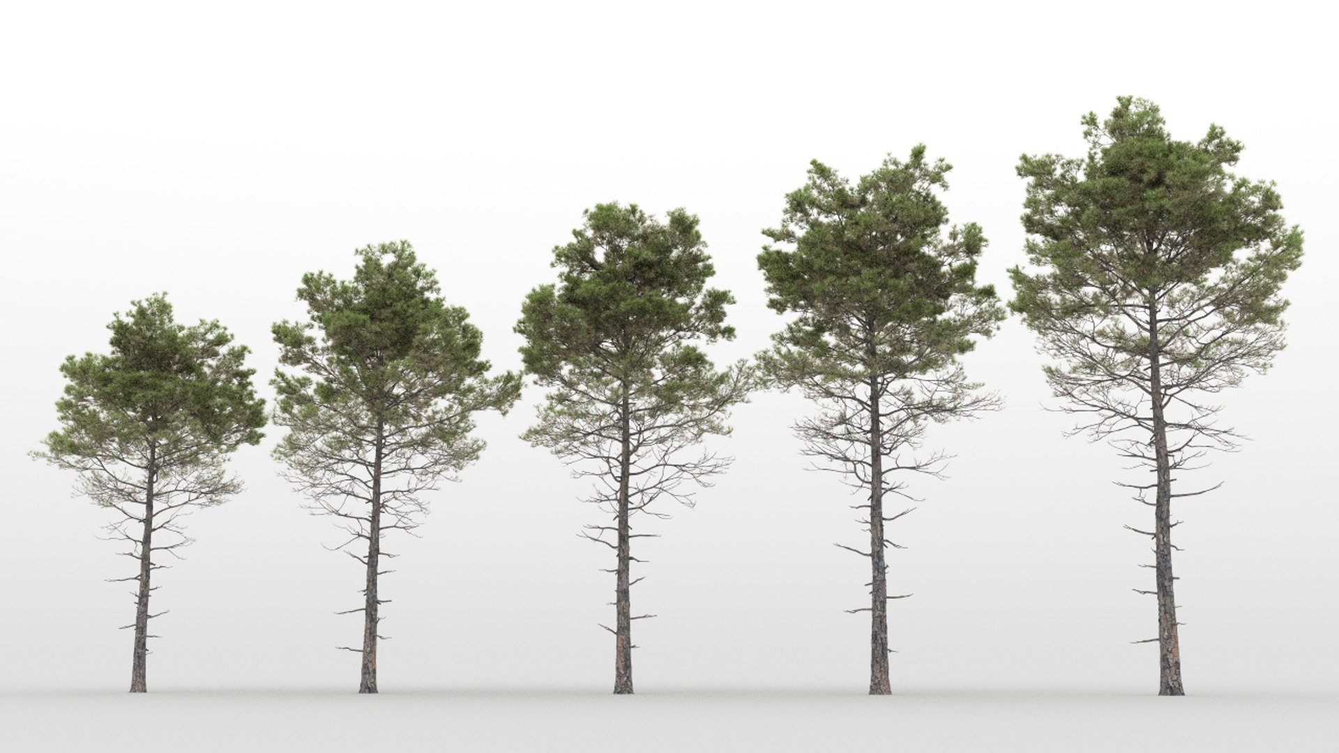 3D 10 Pinus Pinaster Tree Leaves Model - TurboSquid 1582128