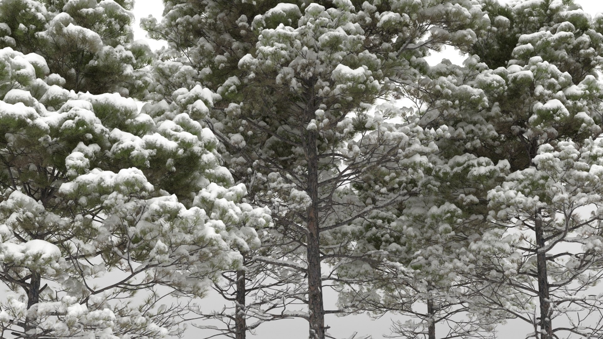 3D 10 Pinus Pinaster Tree Leaves Model - TurboSquid 1582128