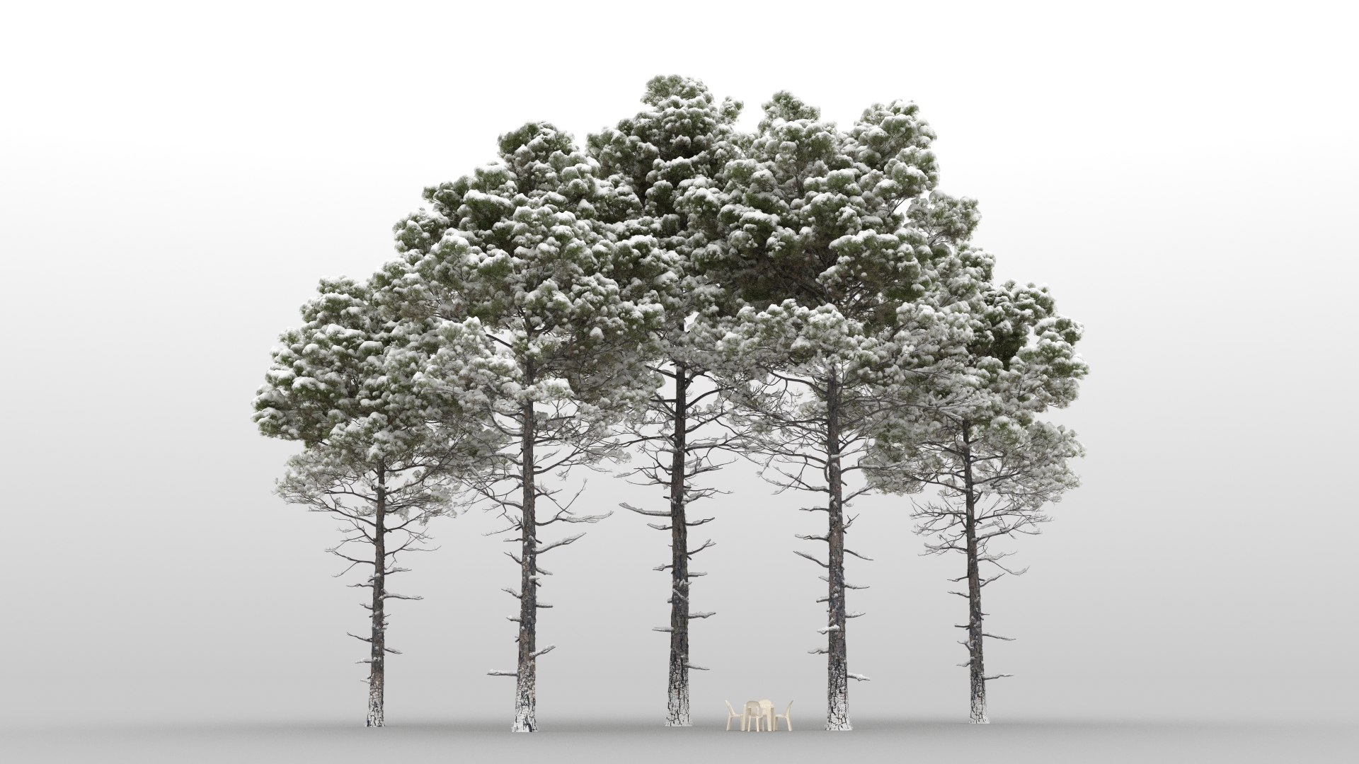 3D 10 Pinus Pinaster Tree Leaves Model - TurboSquid 1582128