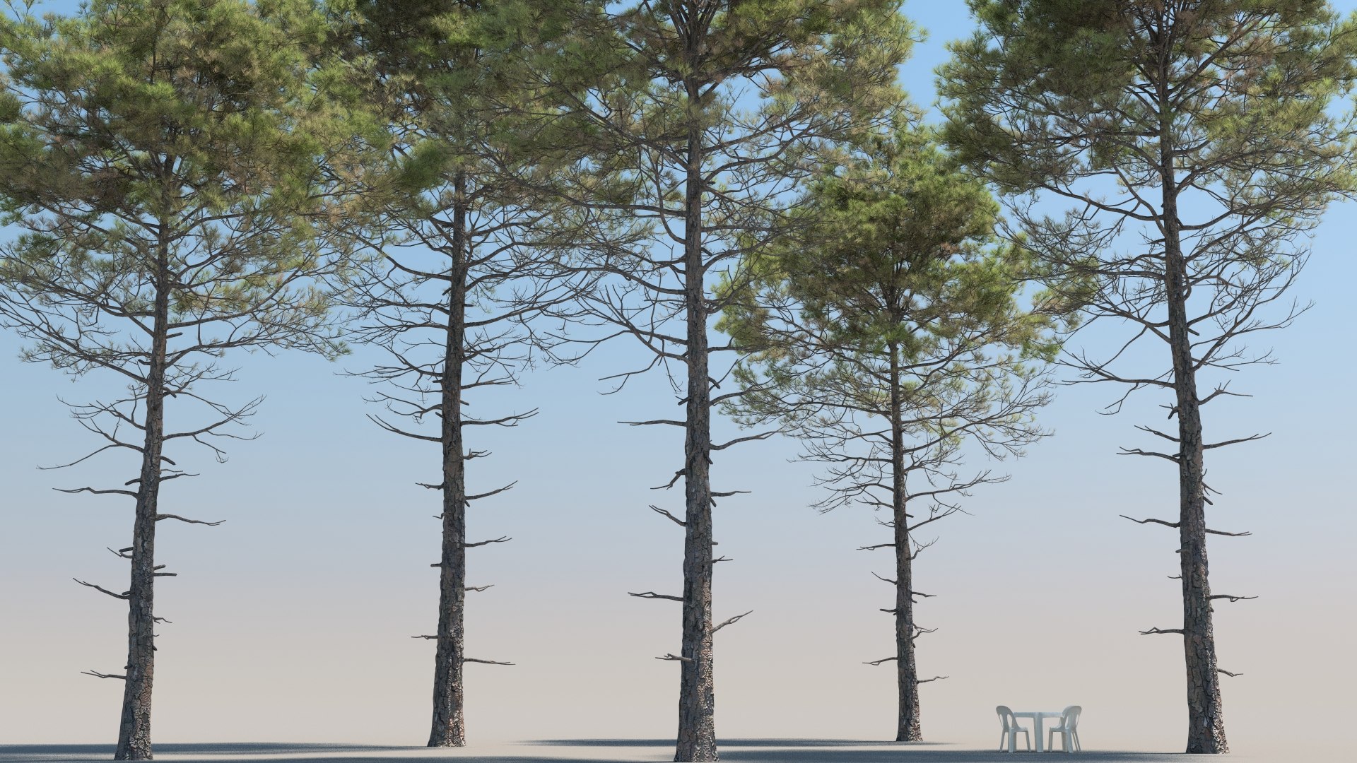 3D 10 Pinus Pinaster Tree Leaves Model - TurboSquid 1582128