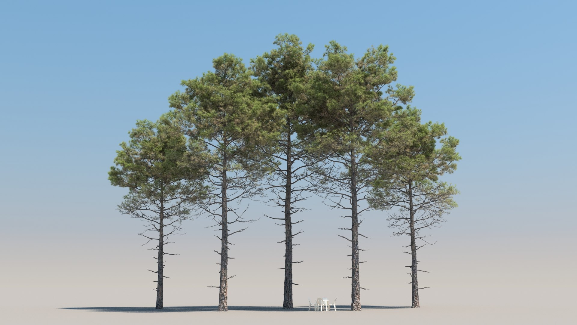 3D 10 Pinus Pinaster Tree Leaves Model - TurboSquid 1582128