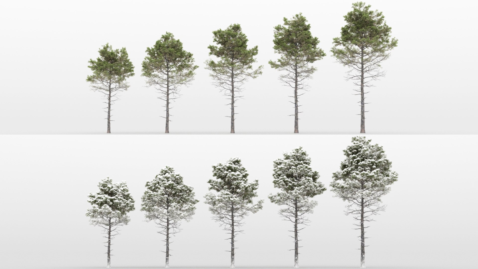 3D 10 Pinus Pinaster Tree Leaves Model - TurboSquid 1582128
