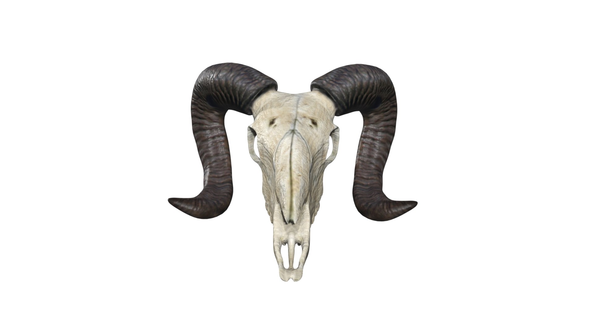 Ram Skull 3D Model - TurboSquid 1760788