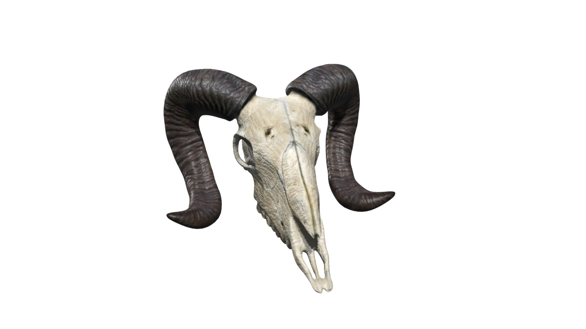 Ram Skull 3D Model - TurboSquid 1760788
