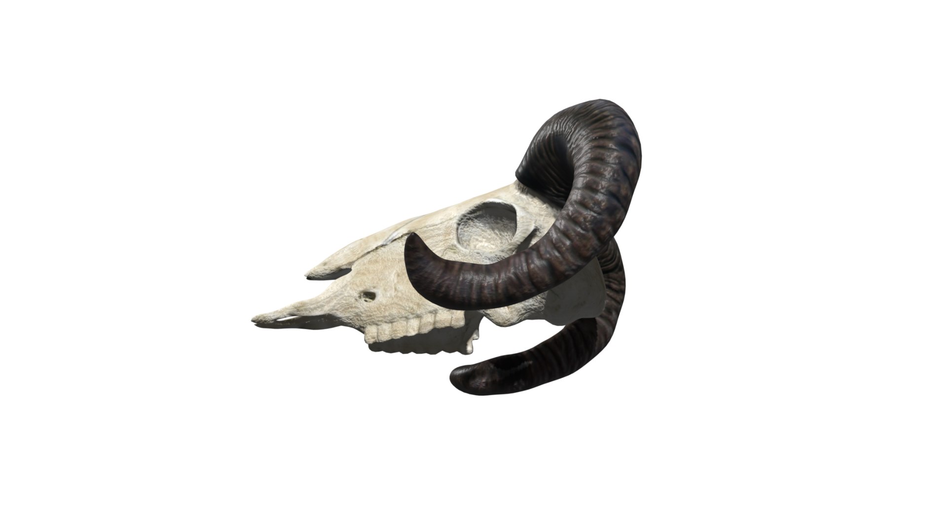 Ram Skull 3D Model - TurboSquid 1760788