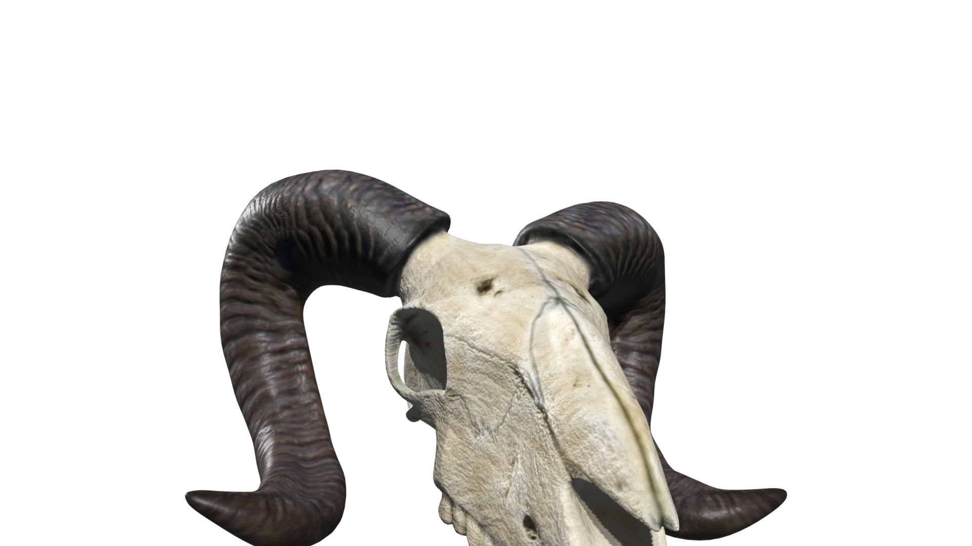 Ram Skull 3D Model - TurboSquid 1760788