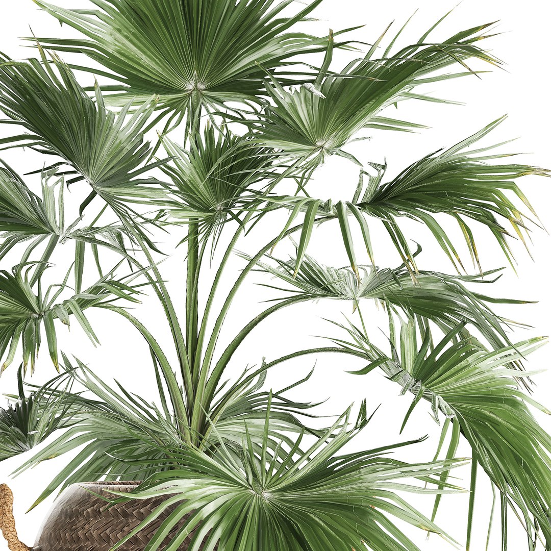 3D Houseplants Fan Palm - TurboSquid 1496186