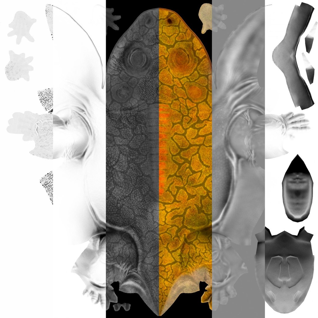 Cacops Aspidephorus 3D - TurboSquid 1343736