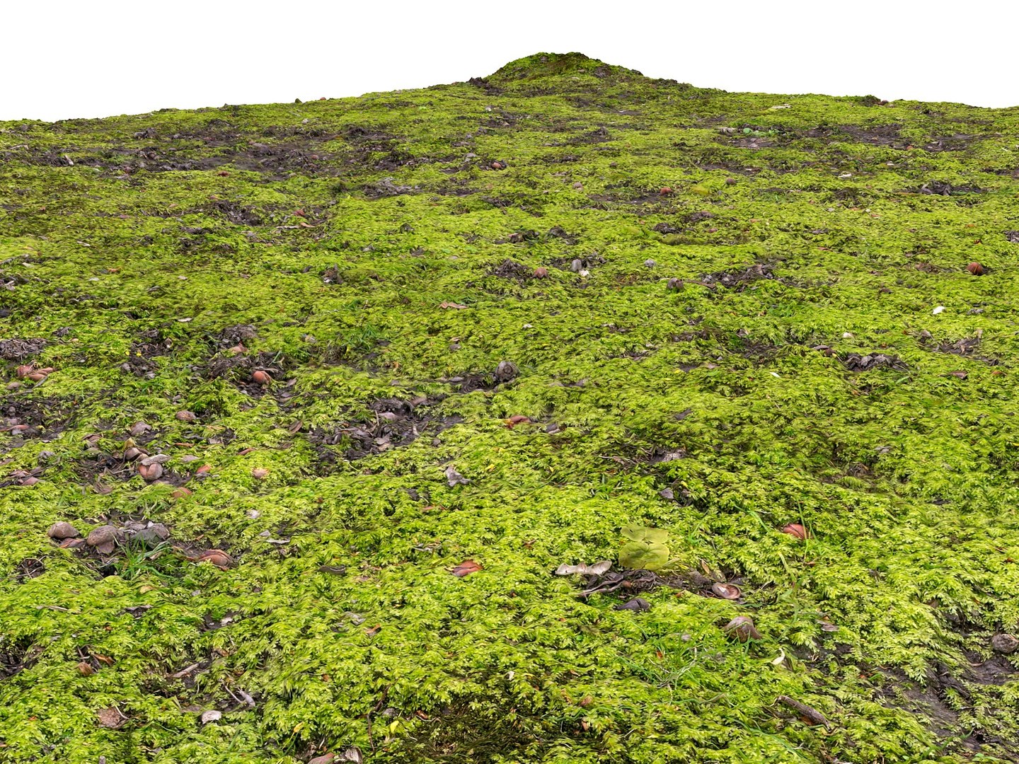 3d Forest Ground 16k Hd Model