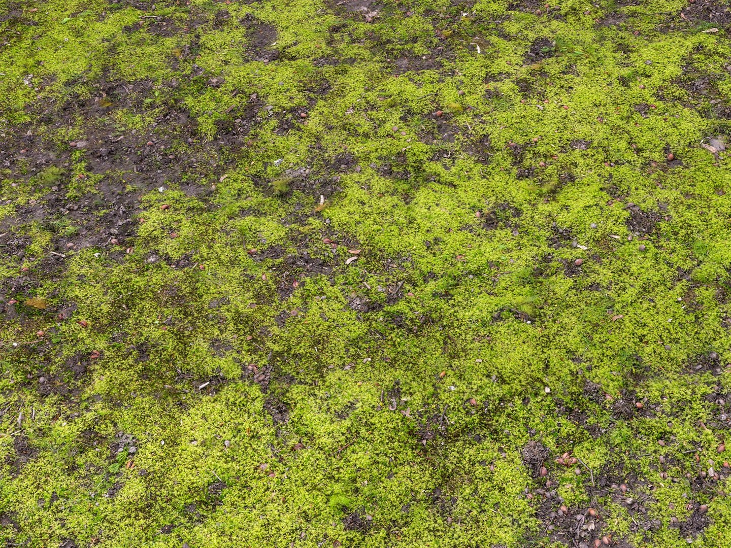 3d Forest Ground 16k Hd Model