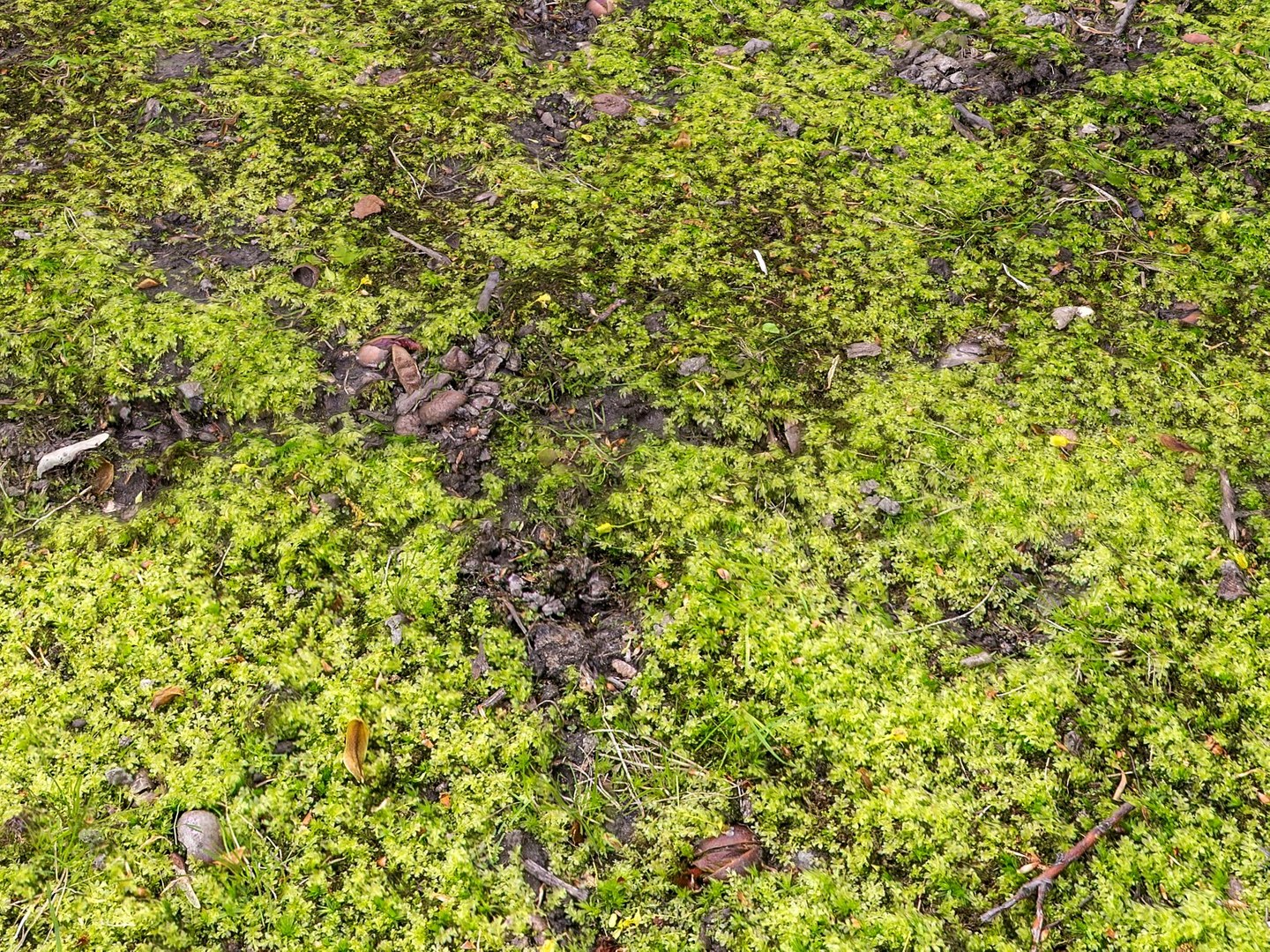 3d Forest Ground 16k Hd Model