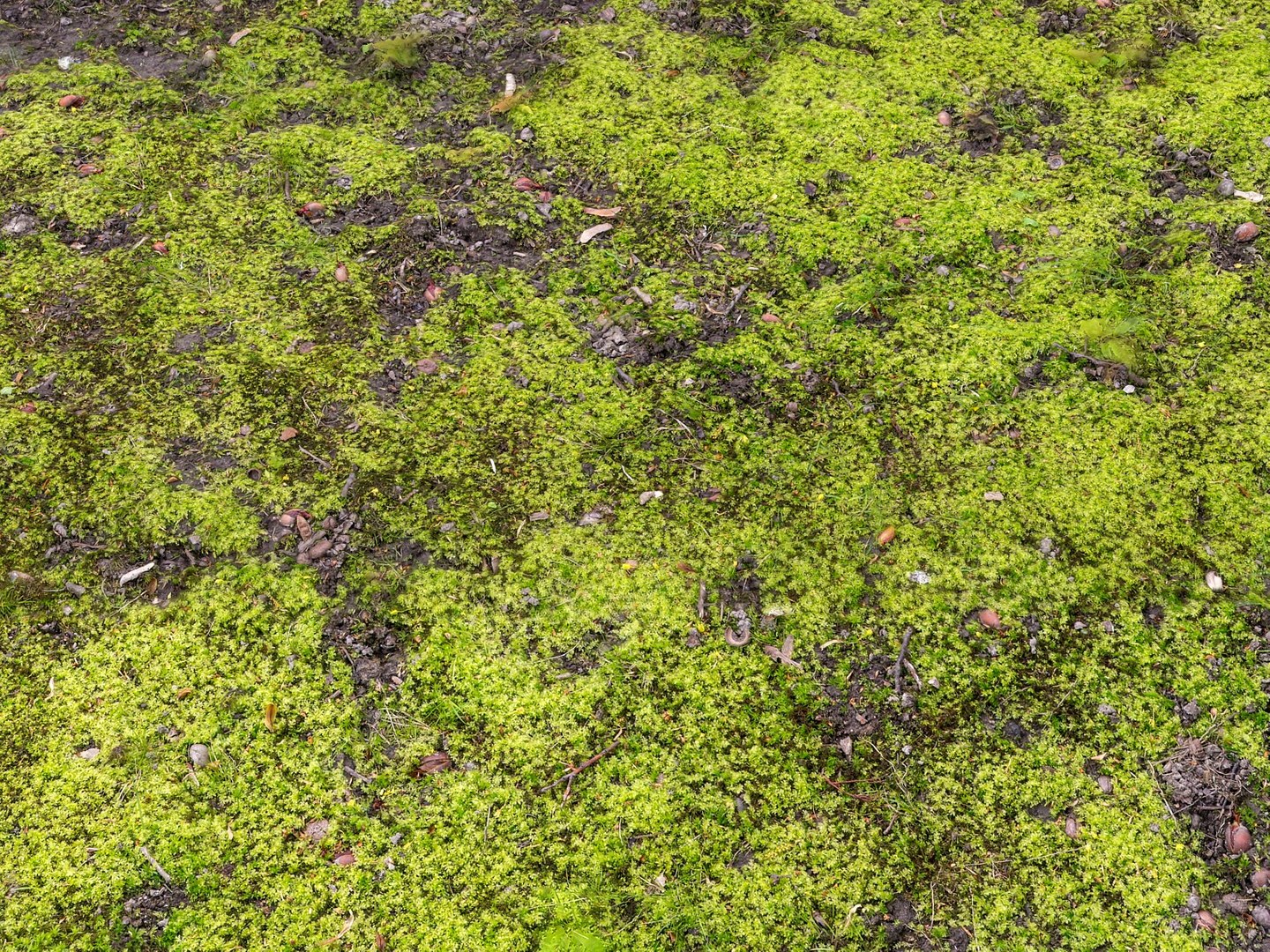 3d Forest Ground 16k Hd Model