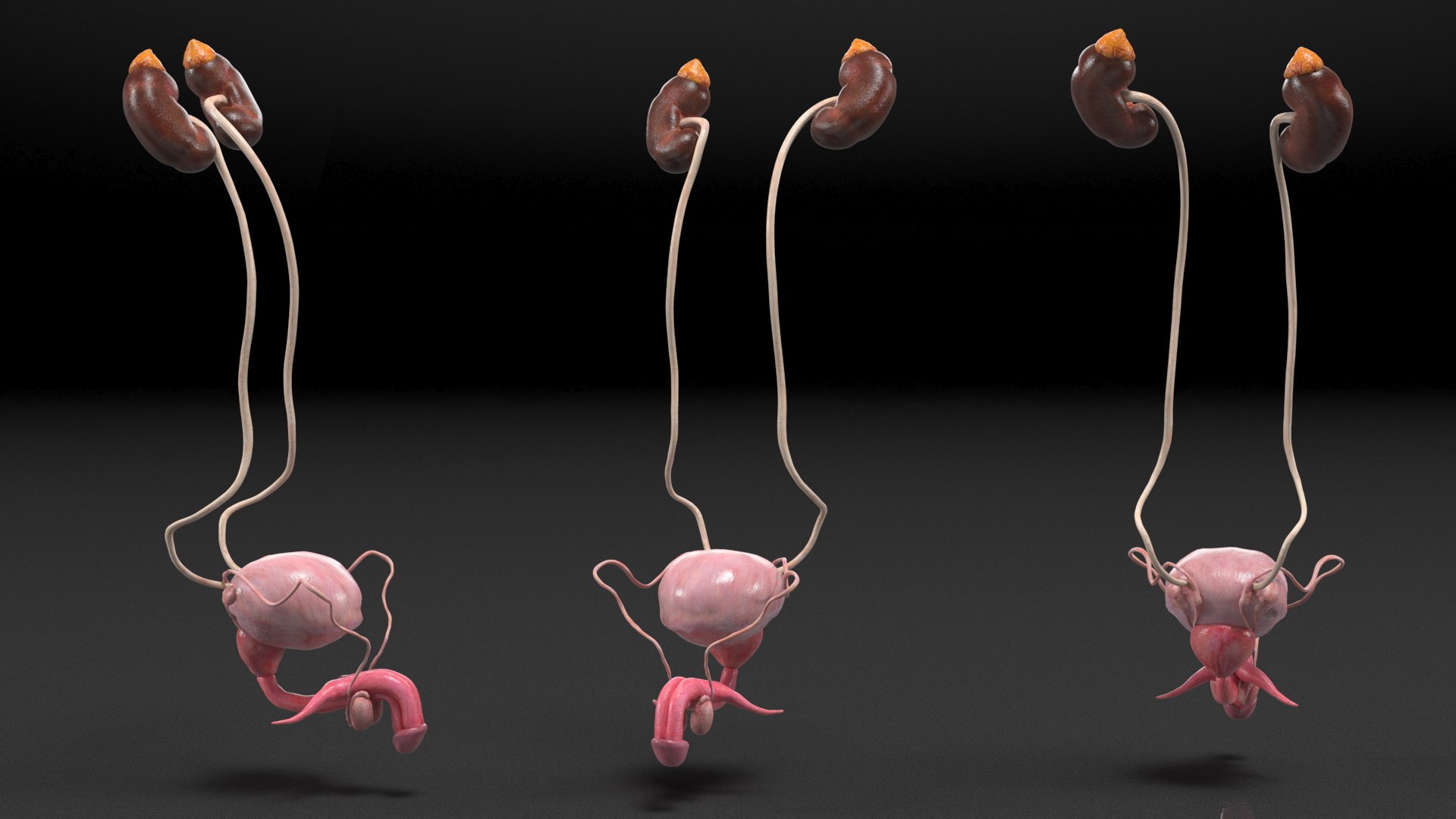 Male Reproductive System 3D model - TurboSquid 1830008