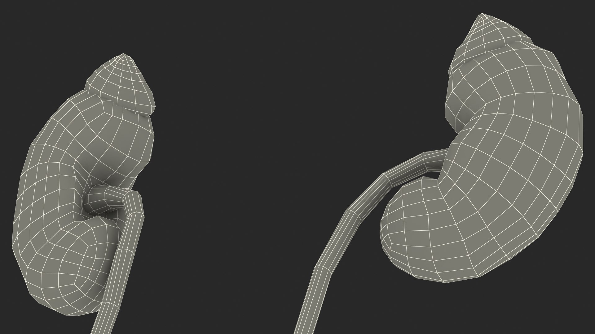 Male Reproductive System 3D model - TurboSquid 1830008