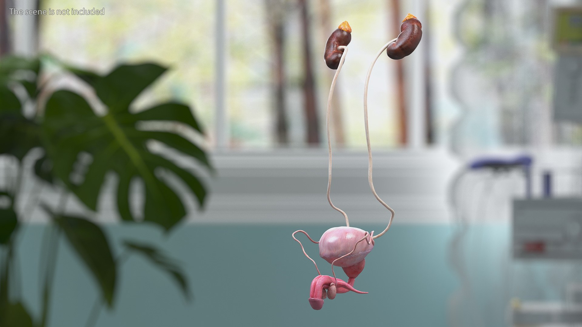 Male Reproductive System 3D Model - TurboSquid 1830008