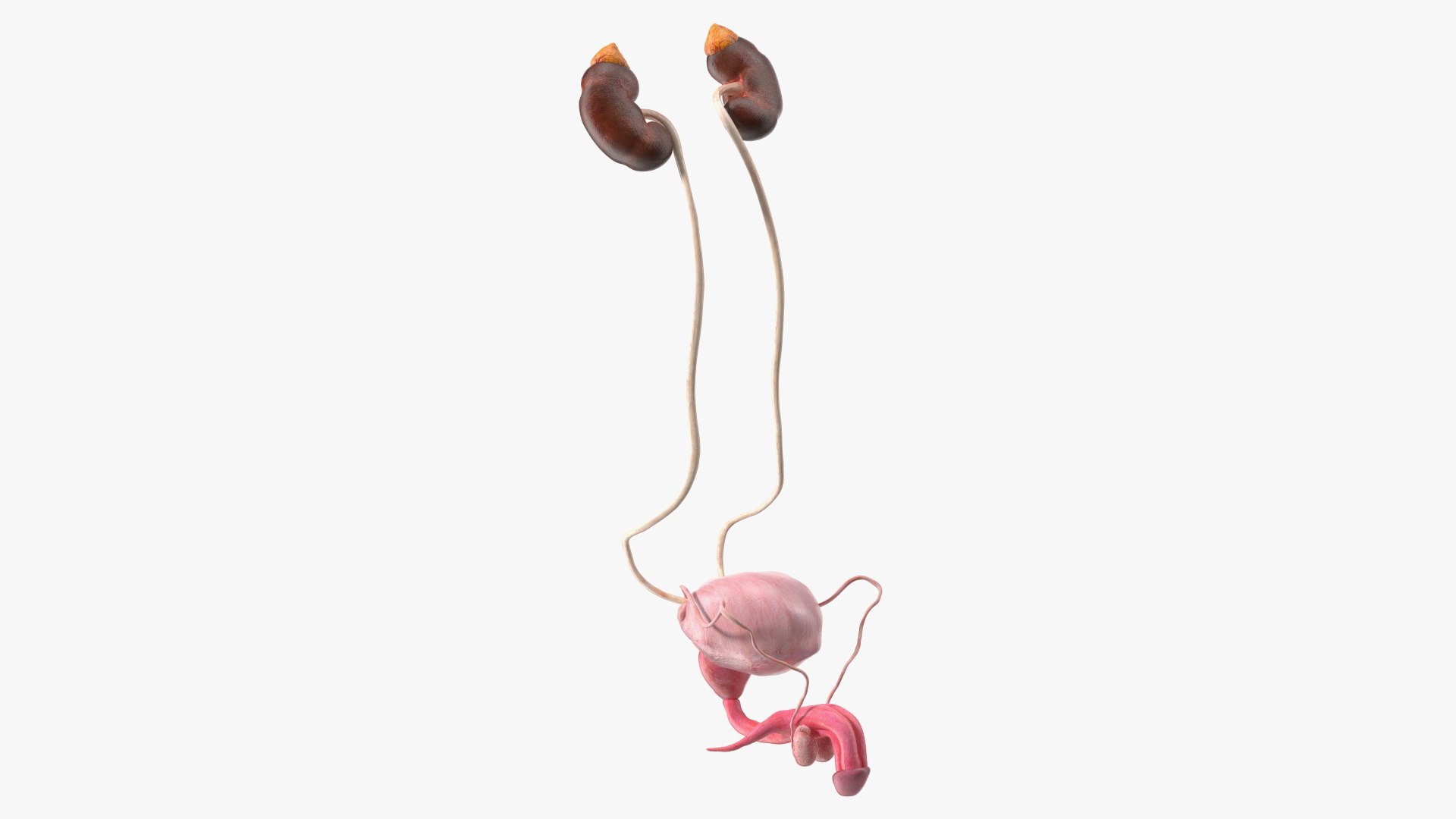 Male Reproductive System 3D Model - TurboSquid 1830008