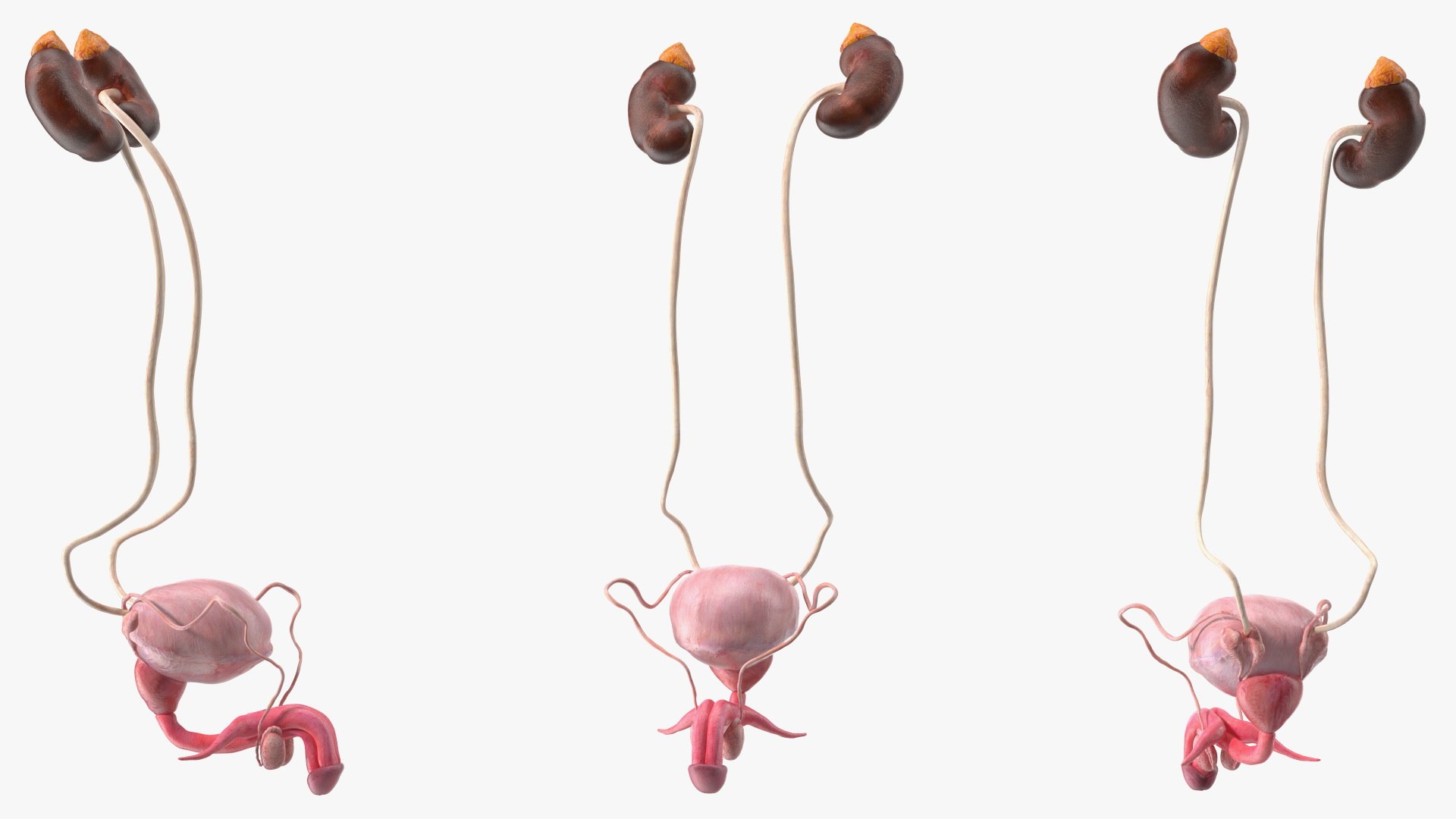 Male Reproductive System 3D Model - TurboSquid 1830008