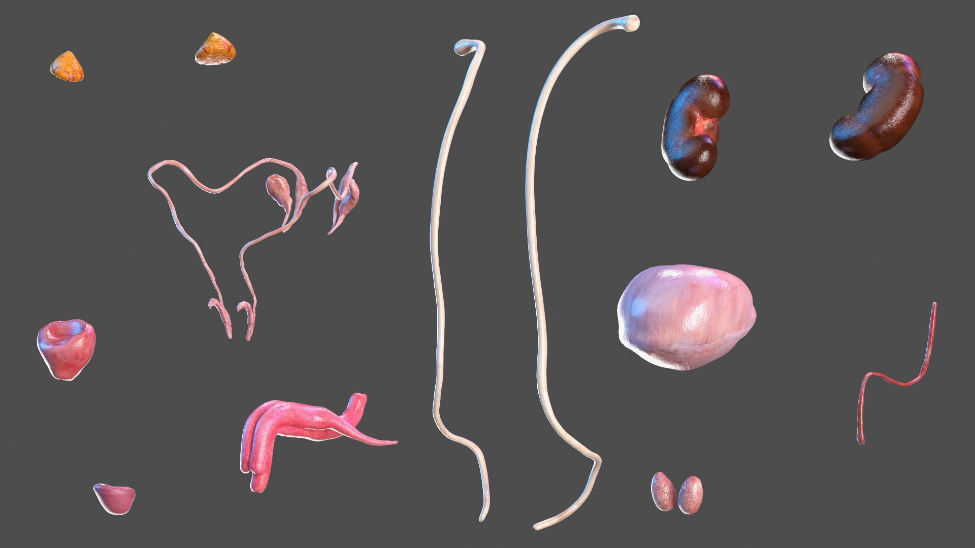Male Reproductive System 3D Model - TurboSquid 1830008