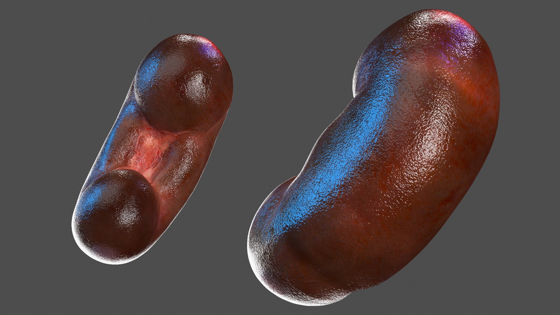 Male Reproductive System 3D Model - TurboSquid 1830008