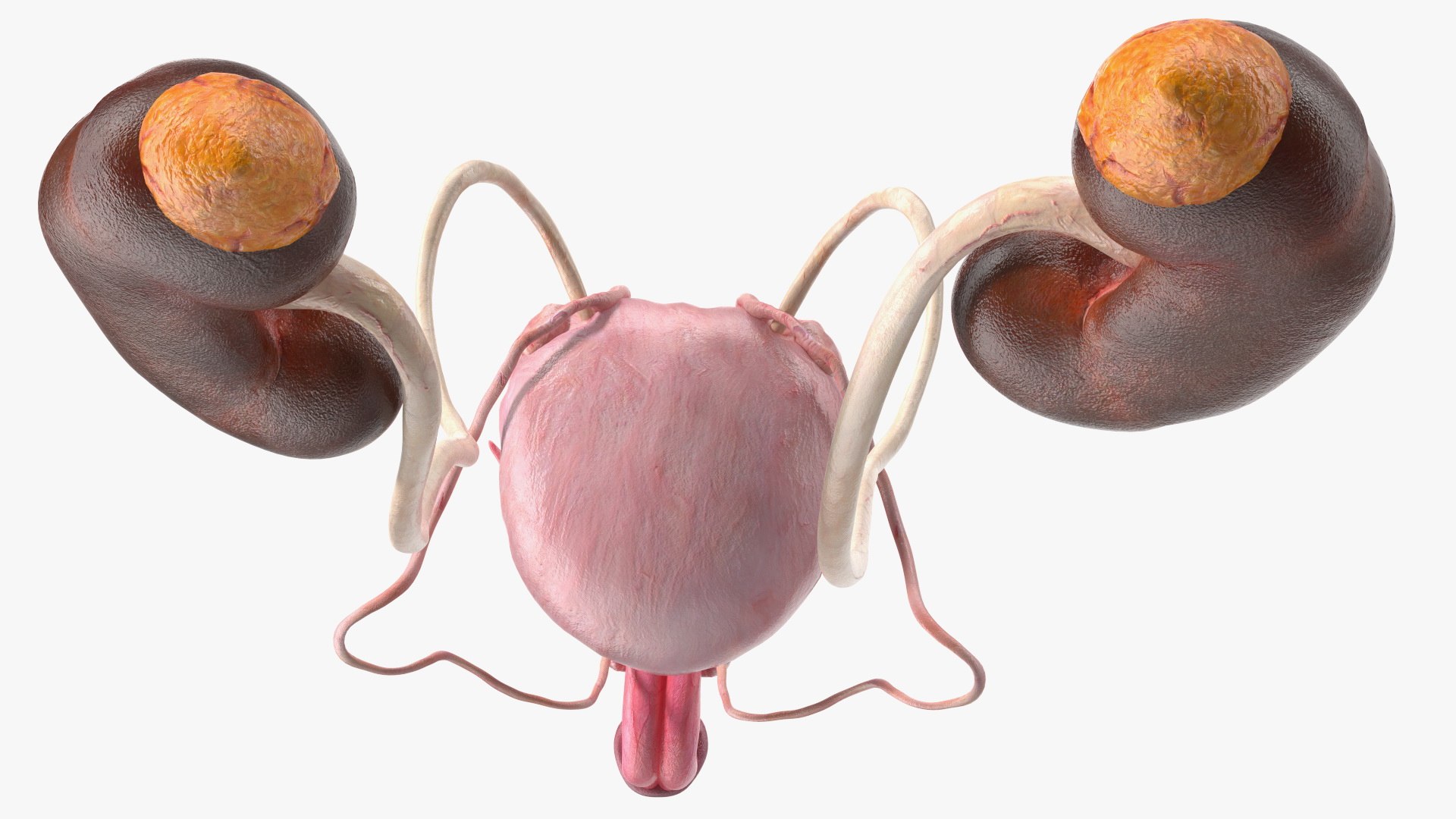 Male Reproductive System 3D Model - TurboSquid 1830008