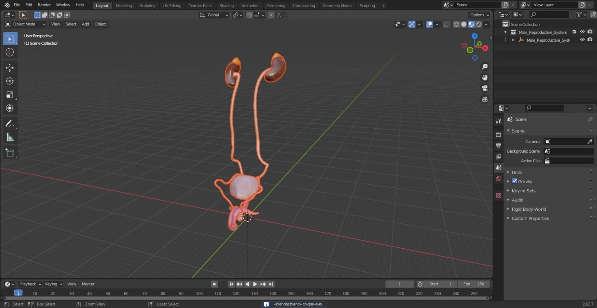 Male Reproductive System 3D model - TurboSquid 1830008