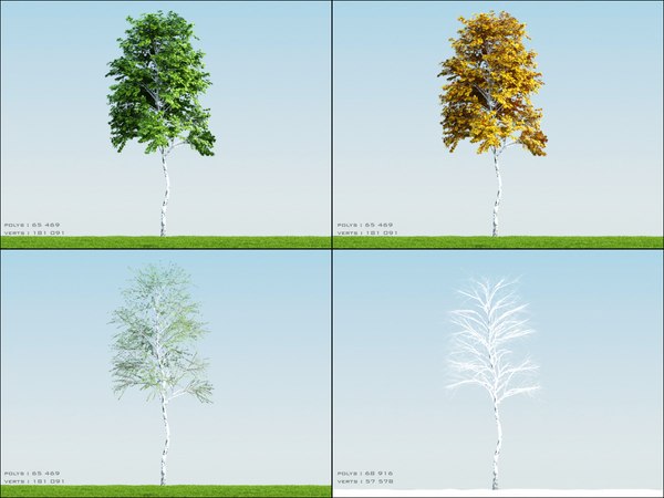 3d model 4 season tree birch001