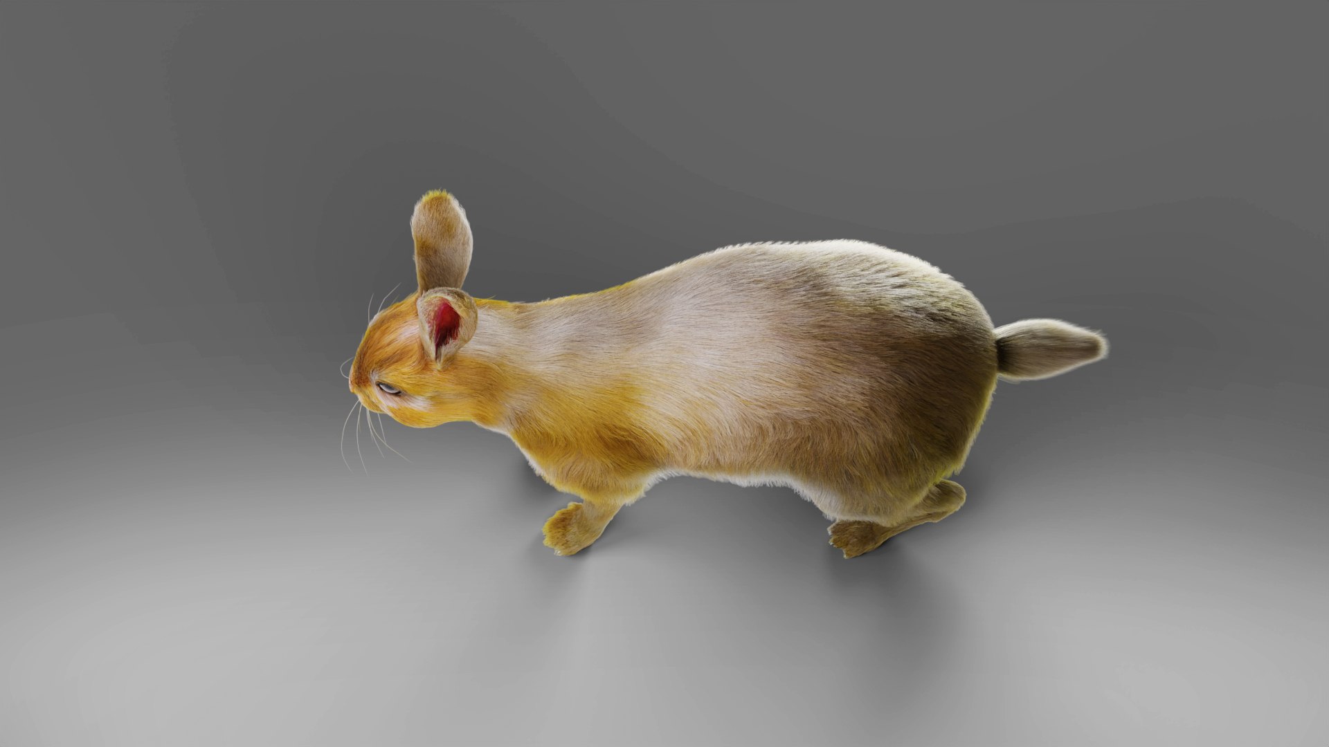 Fur Rabbit Rigged And Animation In Blender 3D - TurboSquid 1928660